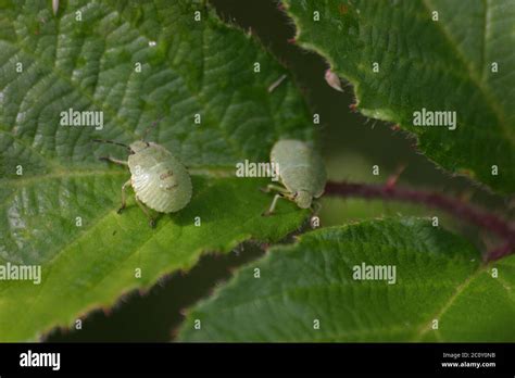 Bugs In Pecan Trees
