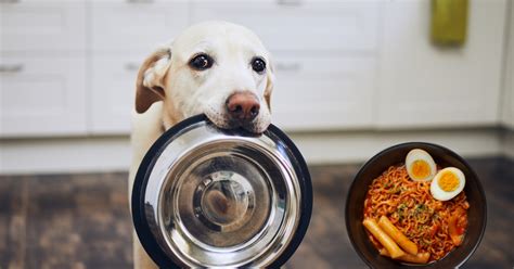 Can Dogs Eat Ramen Noodles Pet Things Drill