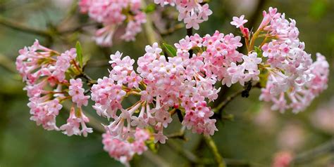 Winter Flowering Trees Beautiful Trees That Bloom In Winter EmbraceGardening