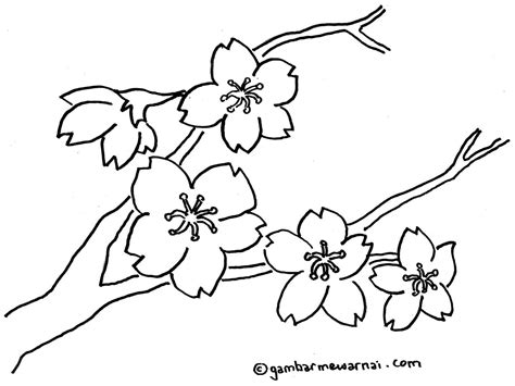 Detail Gambar Bunga Sakura Untuk Mewarnai Koleksi Nomer 1