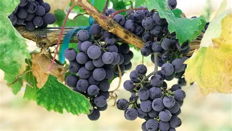 When To Prune Citrus Fruit Trees Easy Clear Answer