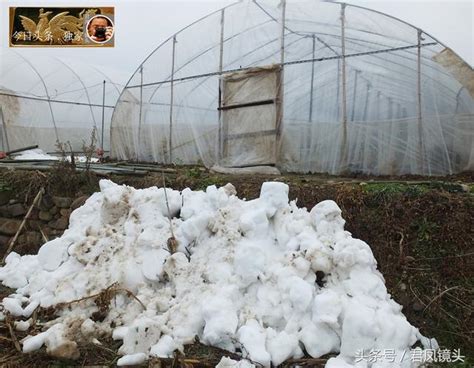 湖北宜昌：鄉村白雪積澱，草莓園塑料大棚「堅強」！ 每日頭條