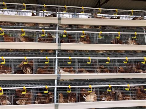 Revolutionizing Poultry Farming Automatic Layer Chicken Cages By Livi