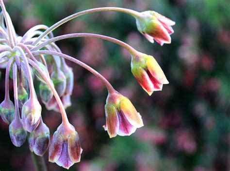 Sicilian Honey Garlic Allium Bulgaricum