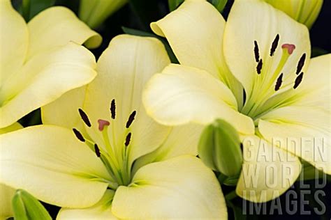 JOL1774- LILIUM ‘TREBBIANO’ : Asset Details -Garden World Images