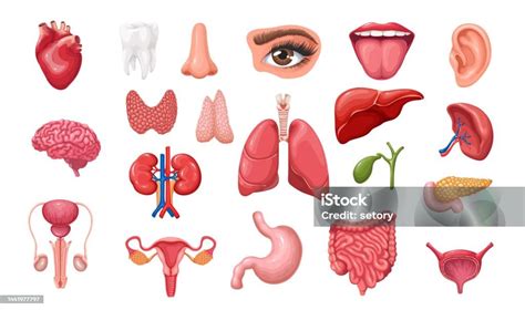 Anatomy Of Human Body Set Healthy Organs Of Digestive Urinary