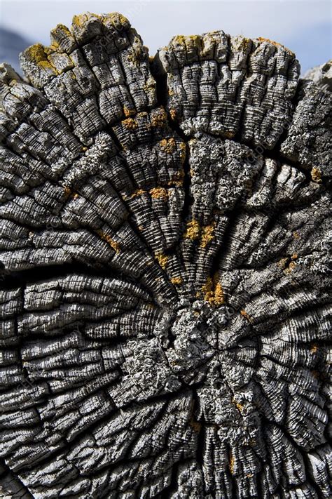 Tree Year Rings Stock Image C0019284 Science Photo Library