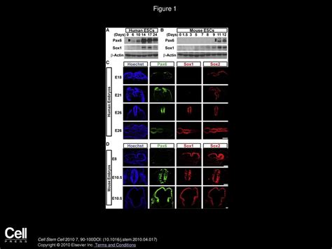 Pax6 Is A Human Neuroectoderm Cell Fate Determinant Ppt Download