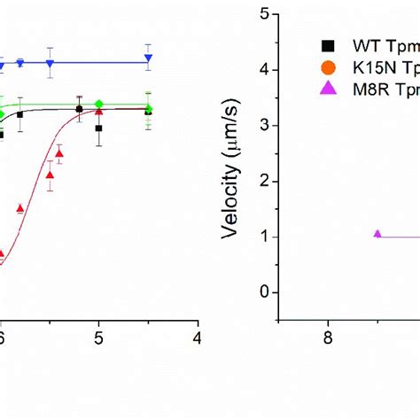 Effects Of Tpm Cardiomyopathy Causing Mutants On Ca 2 Dependent