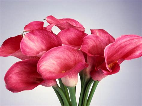🔥 40 Flowers Lilies Purple Wallpapers Wallpapersafari