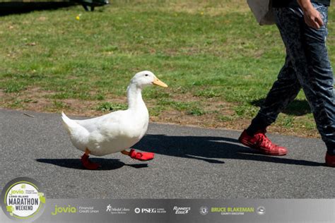 Meet The Famous Duck Who Ran The Long Island Marathon Canadian