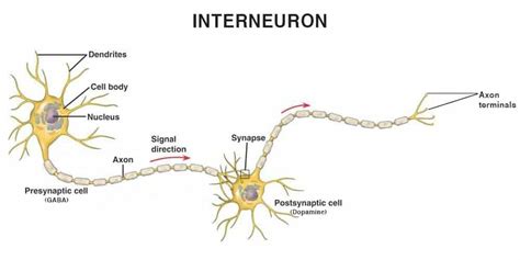 Interneuron Cell Bodies