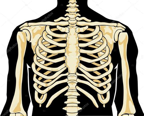 Human Skeleton Chest Stock Vector Image By Leopolis 8280357