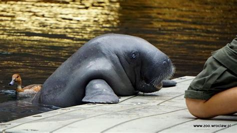 Sensacyjne Narodziny Manat Przyszedł Na świat To Już Trzecia Syrena