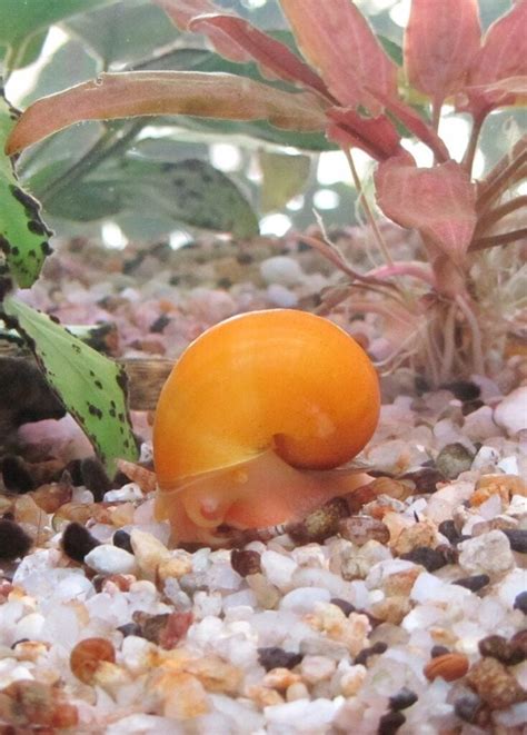 Mystery Snail Care 101 Pomacea Diffusa The Shrimp Farm