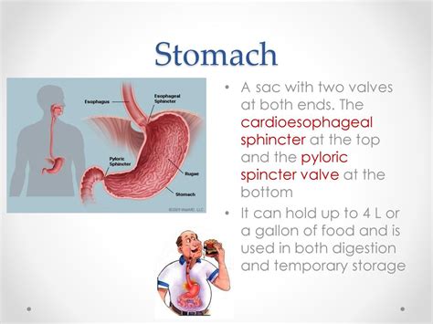 What Is A Stomach Valve At Keira Jeanneret Blog