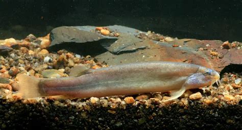 Lepidocephalus Macrochir Cobitis Macrochir Lepidocephalichthys