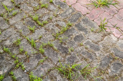 Green Grass On Brick Floor Stock Image Image Of Grass 59059833