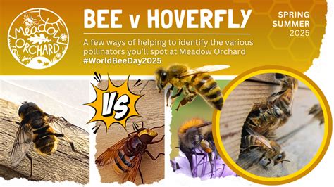 Lifecycle Differences Bee V Hoverfly Meadow Orchard Project
