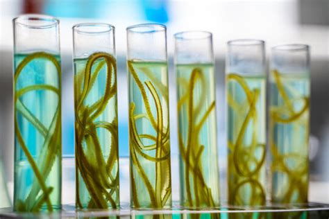 รูปภาพphotobioreactor เลือกดูภาพถ่ายสต็อก เวกเตอร์ และวิดีโอ425