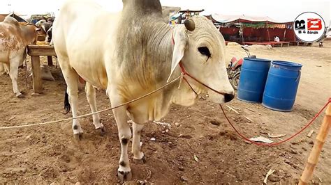 1200 Kg 30 Maund And Big Sibbi Bulls — Latest Prices And Updates