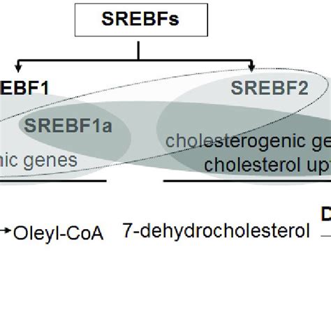 Analysis Of Gene Expression A Box Plot Diagrams Of Gene Expression Download Scientific