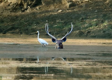 Samba Deer By Steven Brown Birdguides