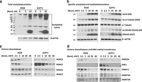 Effects Of Romidepsin Rom On The Levels Of Acetylated Proteins And