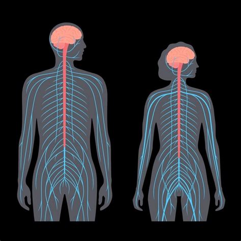 1 Thousand Central Nervous System Disease Royalty Free Images Stock