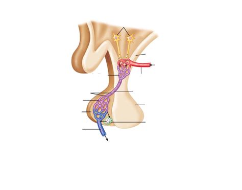 Anatomy Of Hypothalamic Pituitary Portal System Quiz