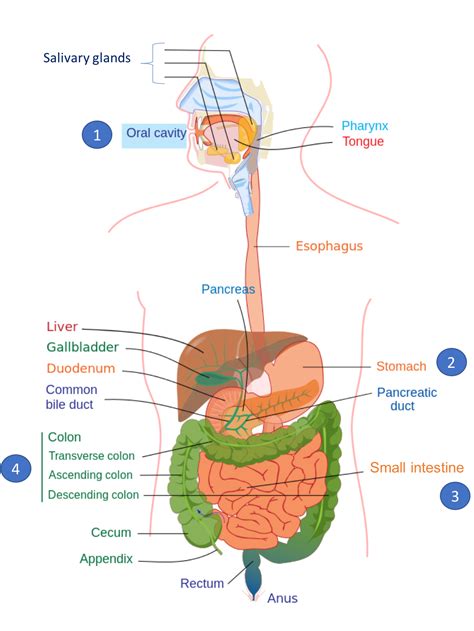 A Labeled Diagram Of Human Digestive System Billedresultat F
