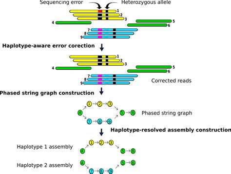 Hands On Vertebrate Genome Assembly Using Hifi Bionano And Hi C Data