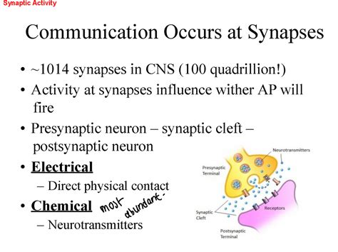 Communication At The Synapses Synaptic Activity Communication Occurs