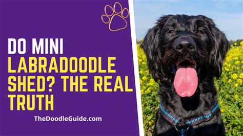 Do Mini Labradoodles Shed The Real Truth The Doodle Guide