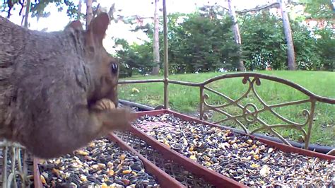 Sqc11 Squirrelzilla Youtube