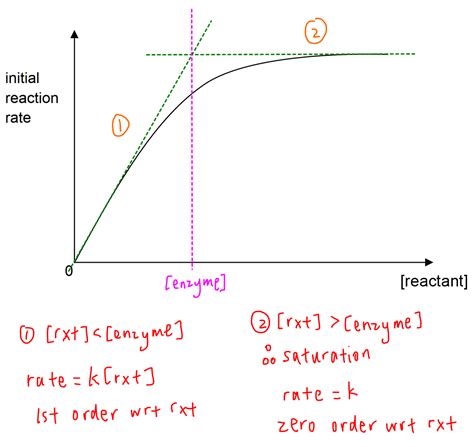 Rate Of Reaction Concentration Of Enzyme And Coenzyme