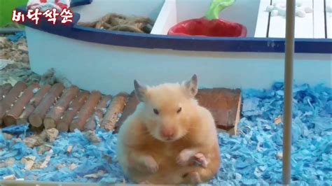 햄스터 Hamster 햄찌 아몬드 25 아몬드 볼이 빵빵해요 Part 2 By 비닥싹쑨 Youtube