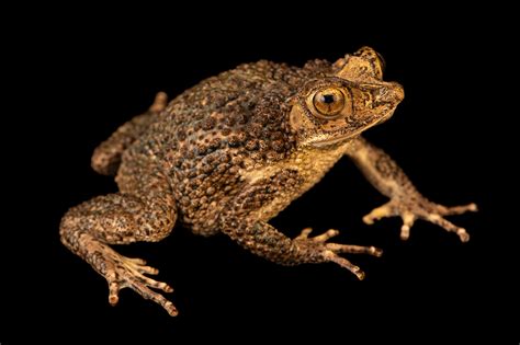 Puerto Rican Crested Toad Peltophryne Lemur Joel Sartore