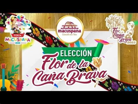 Flor De Caña Brava Propiedades Y Usos Medicinales TeleFlor