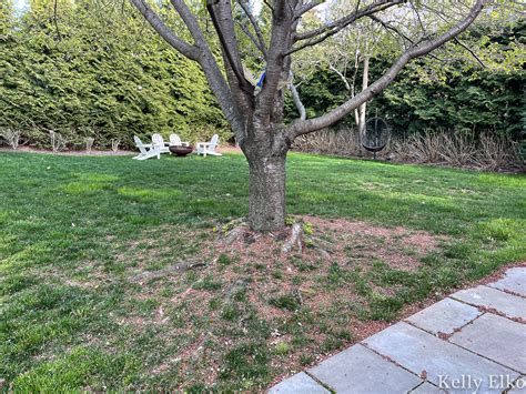 How To Plant Ground Cover Under A Tree Kelly Elko