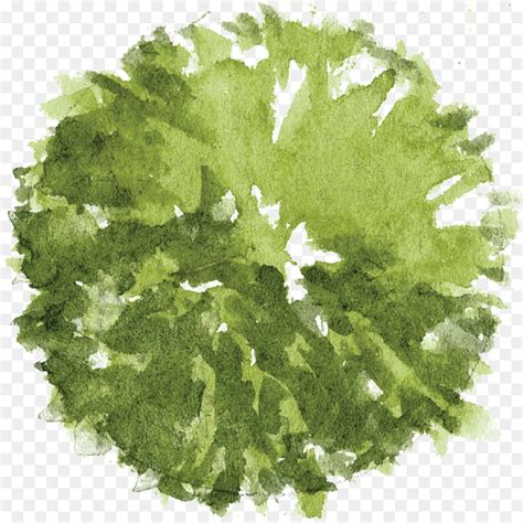 Watercolor Tree Plan At Explore Collection Of
