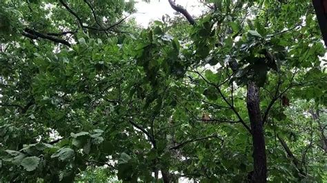 숲속 시원한 빗소리8시간 마음 편안해지는 소리 힐링 깊은 수면 백색소음 Asmr 32 분 후 검정 화면 Youtube