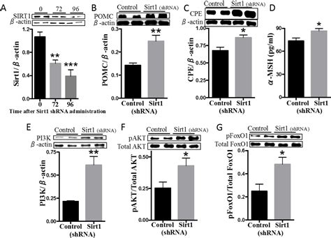 Figure 1 From The Role Of Hypothalamic Sirt1 In The Regulation Of The
