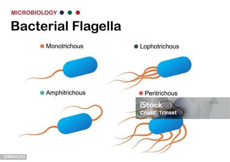 微生物圖顯示了細菌或其他原生生物中細菌旗菌旗桿菌的排列向量圖形及更多位置描述圖片 位置描述 剪裁圖 動作 Istock