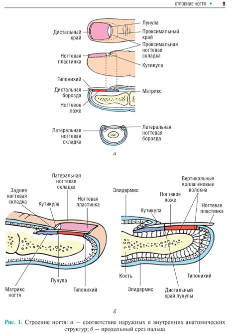 Книга Поражения ногтей в практике врача дерматовенеролога Руководство Медкнига