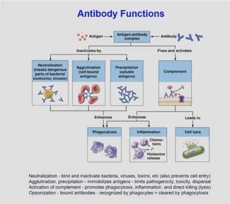 2 Adaptive Immunology Flashcards Quizlet