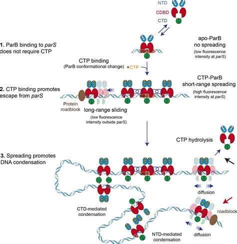 figures and data in ctp promotes efficient parb dependent dna