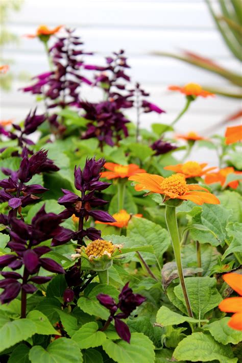 Florez Nursery Salvia Splendens Dark Purple