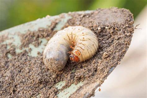 How To Identify And Control White Grubs Gardeners Path