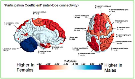 Female Vs Male Brains Part 2 Heal And Grow For Acoas